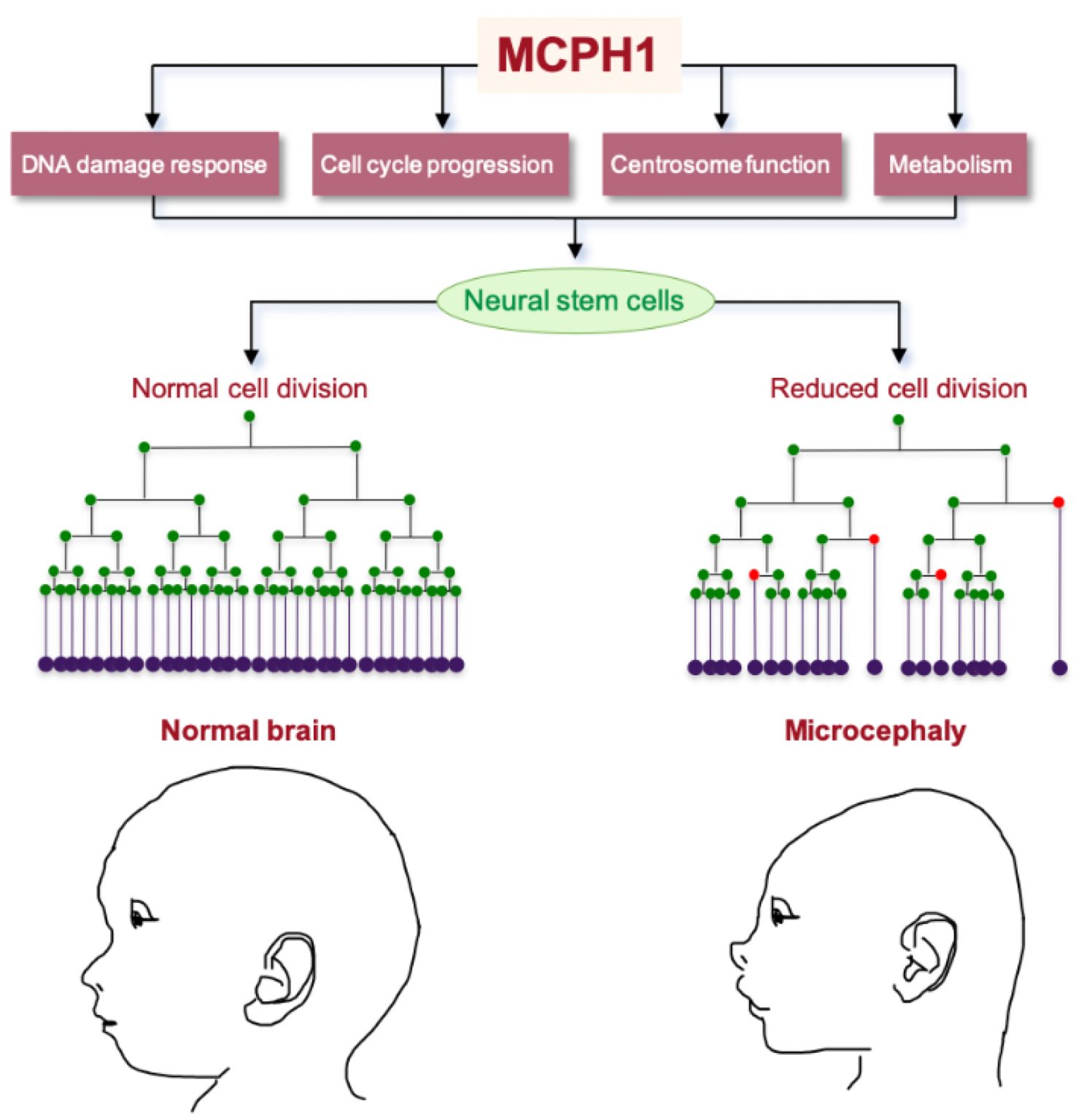 Genetic Mysteries of Microcephaly: The Role of SASS6 Gene - Civilsdaily