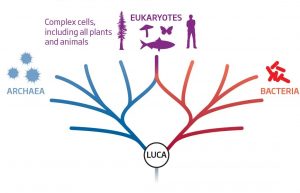 Last Universal Common Ancestor (LUCA) - Civilsdaily